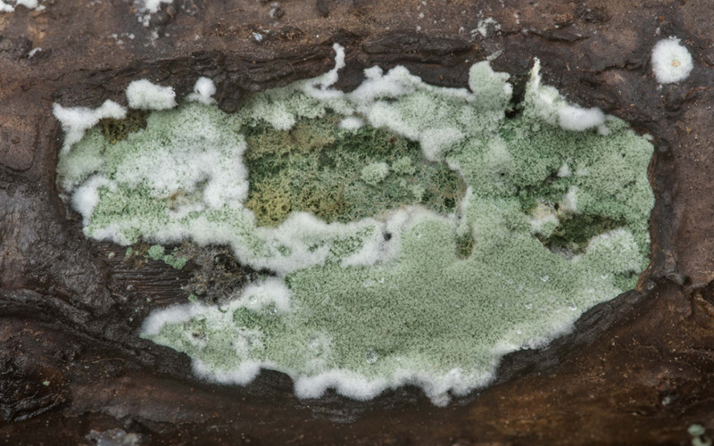 O que é o Trichoderma e para que serve? | KUHN